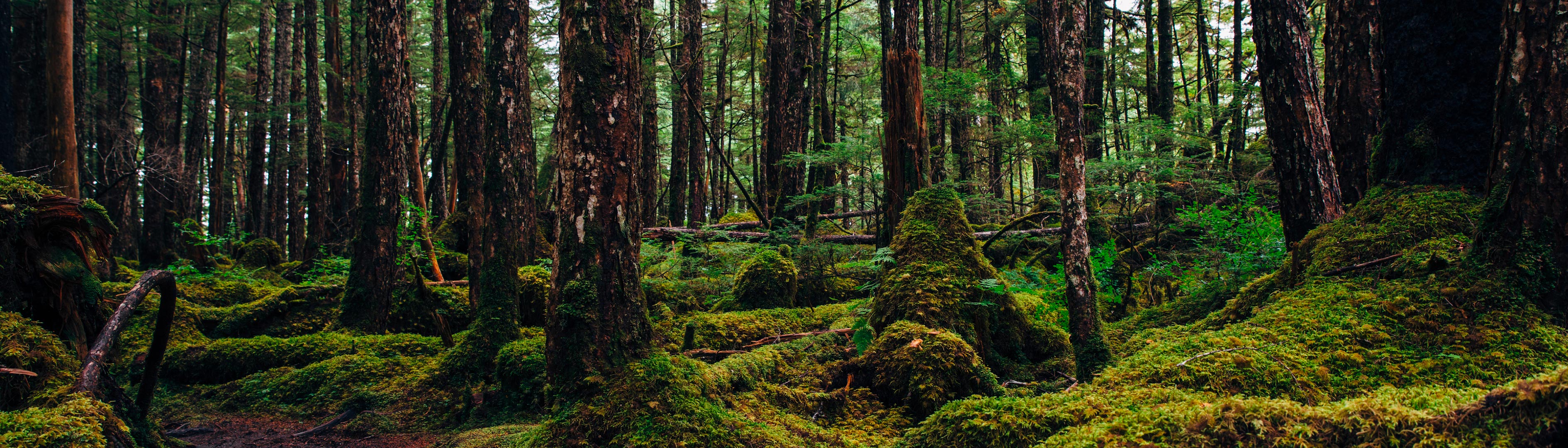 Meet Afognak Forest, Sendle’s latest carbon offset project in Alaska