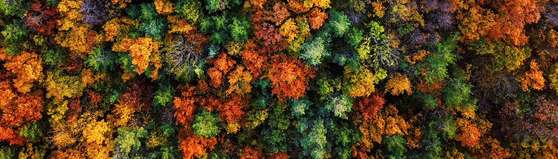 The votes are in and nature wins: Our newest carbon offset projects